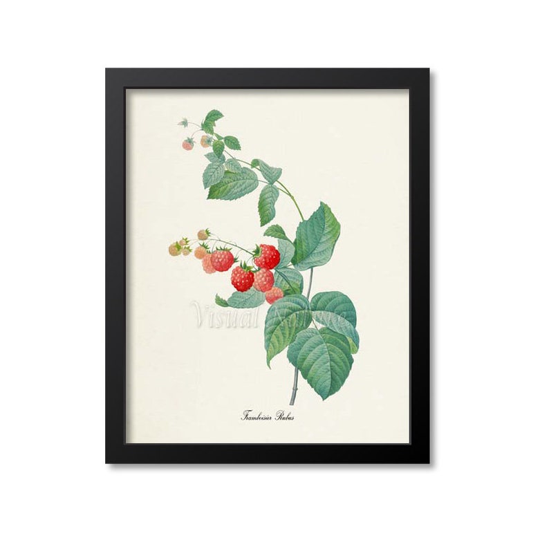 Raspberry Botanical Print Raspberry Art Print Fruit Art - Etsy