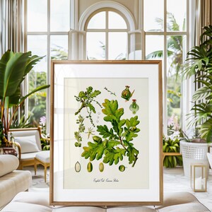 English Oak Botanical Print, English Oak Botanical Art Print, English ...