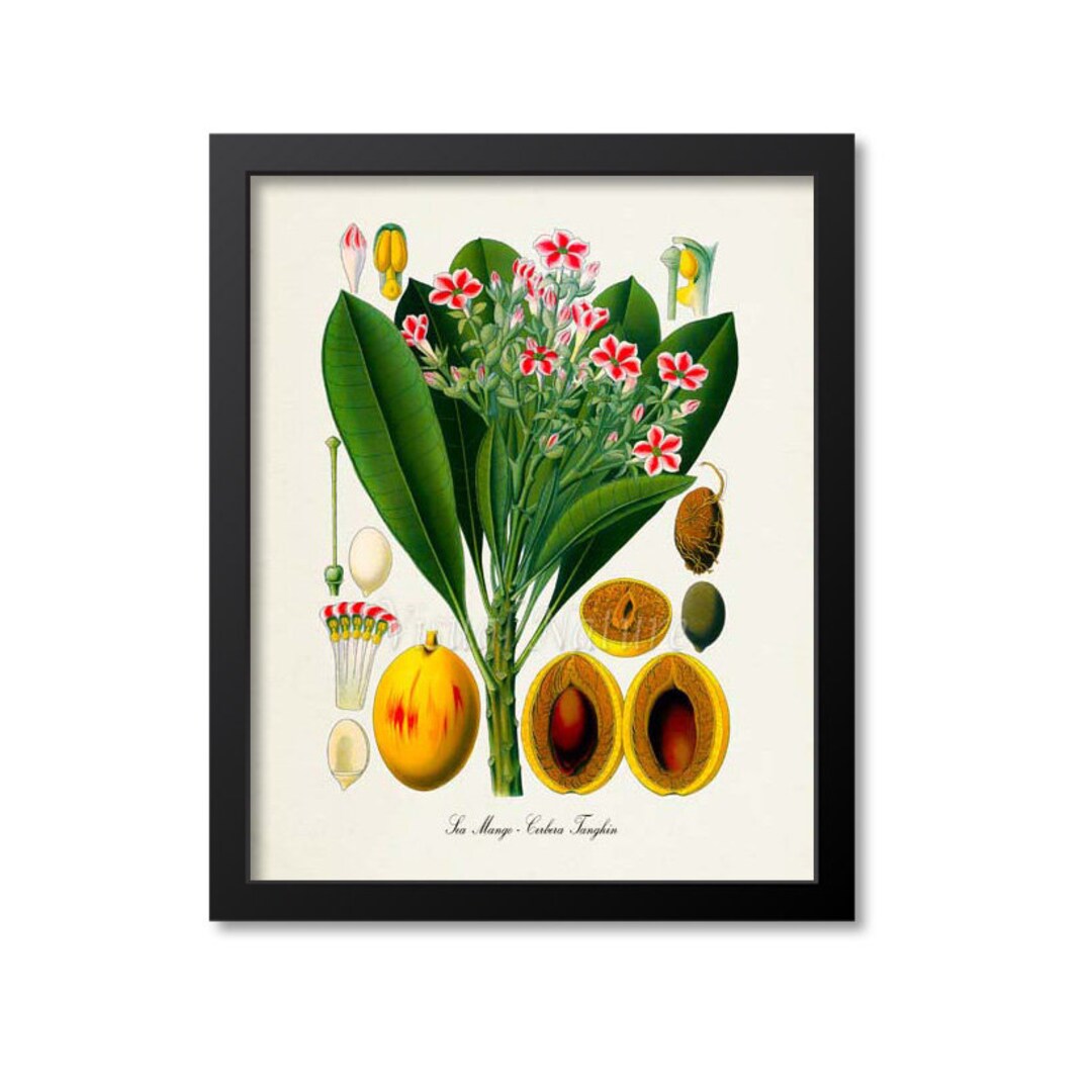 Sea Mango Botanical Print, Sea Mango Botanical Art Print, Sea Mango ...
