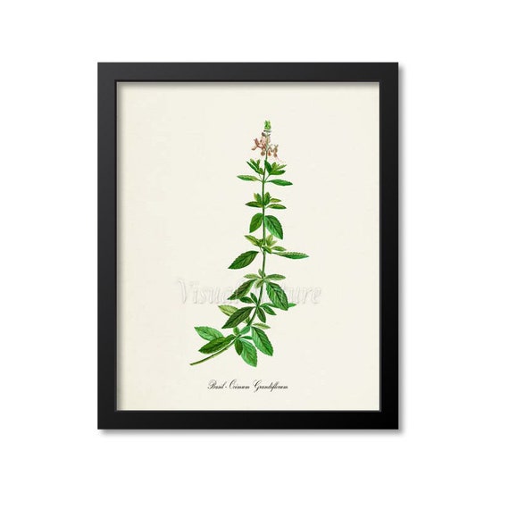 Basil Botanical Print Basil Botanical Art Print Basil Wall | Etsy