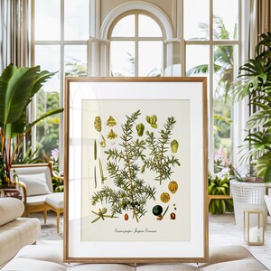 Juniper Botanical Print, Juniper Botanical Art Print, Juniper Wall Art ...
