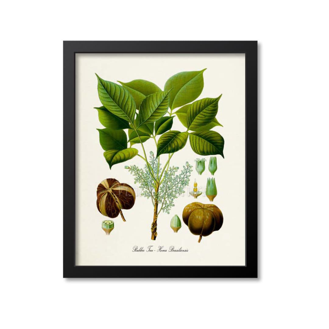 Rubber Tree Botanical Print, Rubber Plant Botanical Art Print, Rubber ...