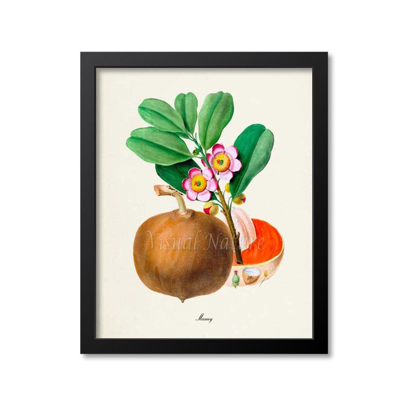 Mamey Botanical Print, Mamey Art Print, Mamey Wall Art, Mamey Fruit Art, Mamey Fruit Print ...