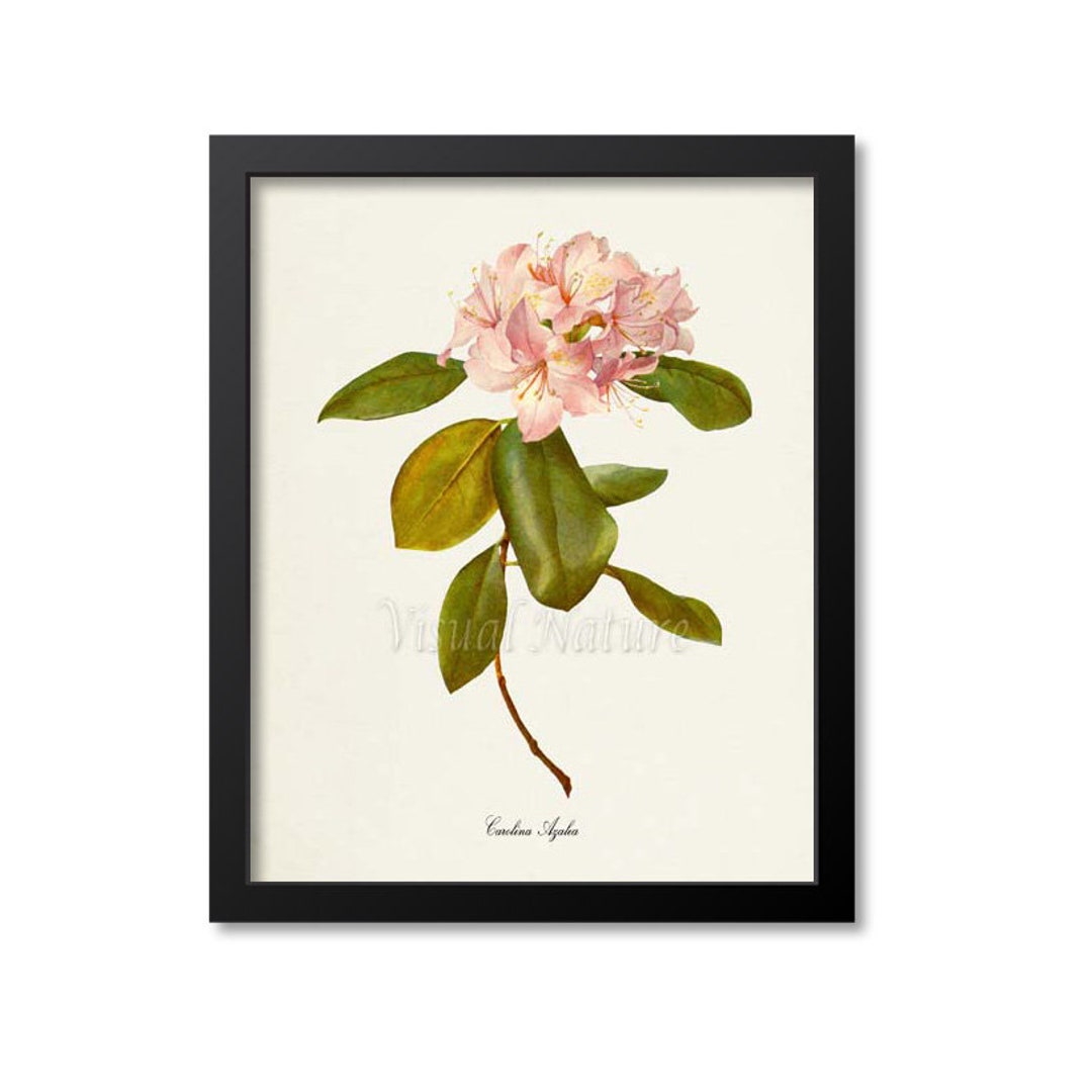 Carolina Azalea Flower Art Print, Botanical Art Print, Flower Wall Art ...