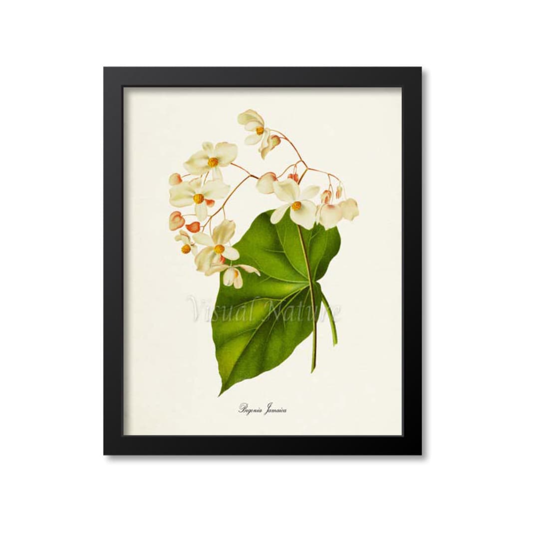 Begonia Jamaica Flower Art Print, Botanical Art Print, Flower Wall Art ...