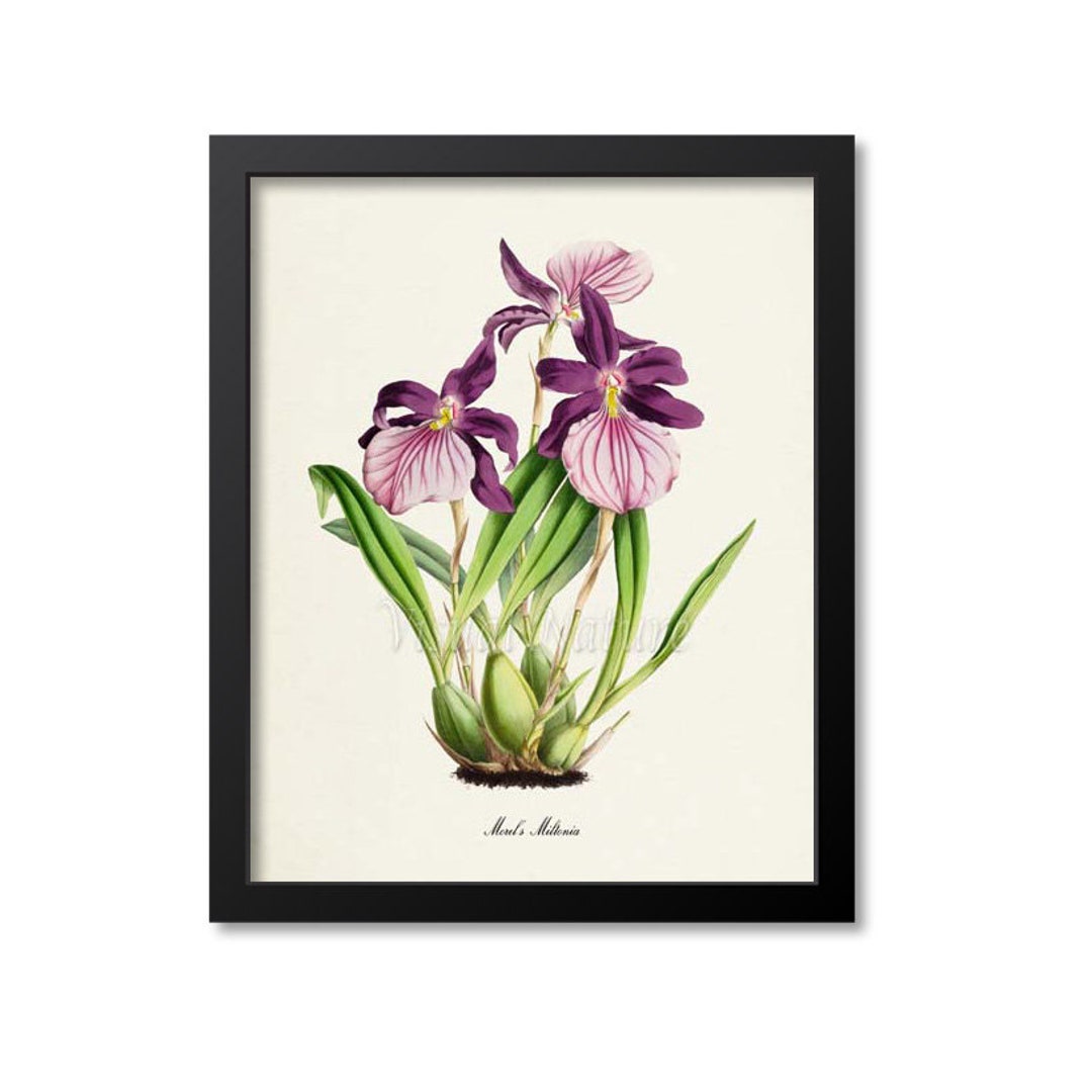 Purple Orchid Flower Art Print, Botanical Art Print, Flower Wall Art ...