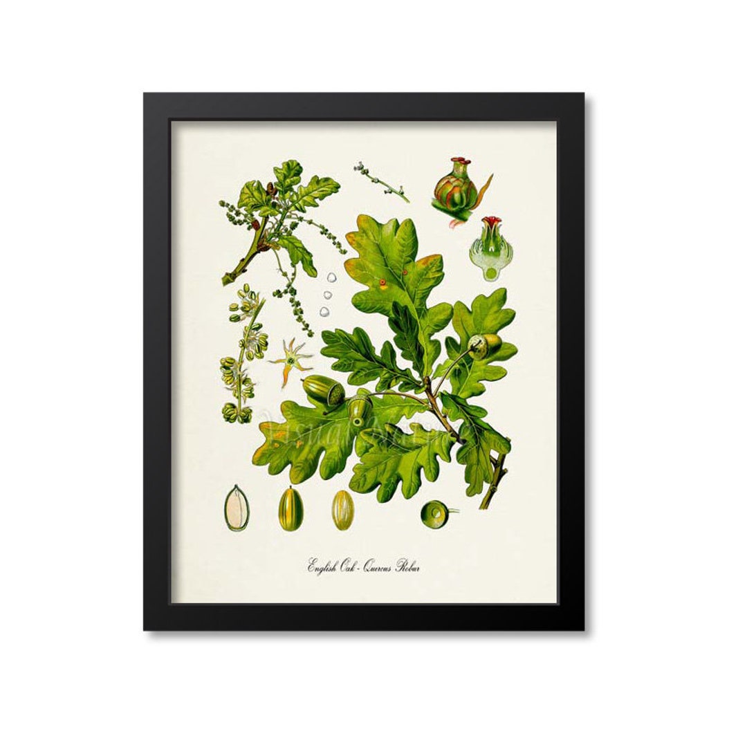 English Oak Botanical Print, English Oak Botanical Art Print, English ...