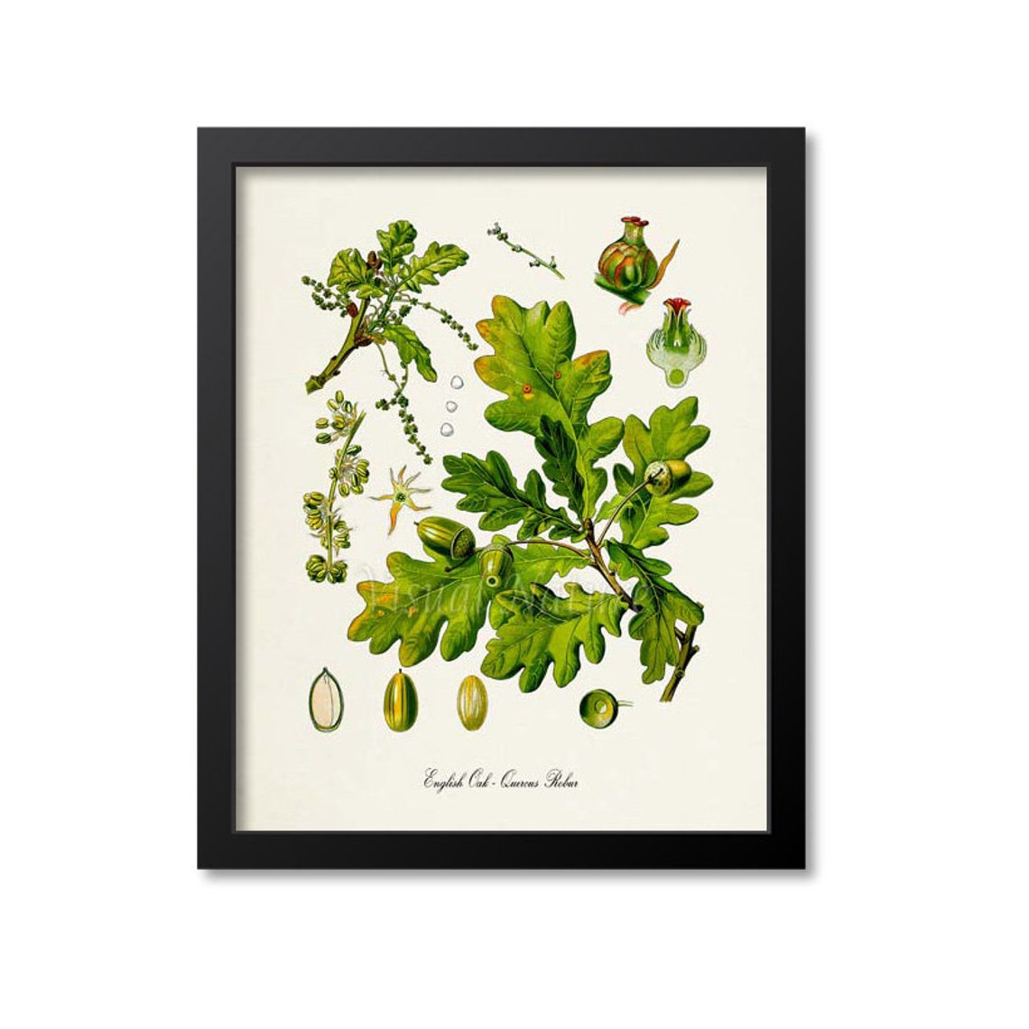 English Oak Botanical Print English Oak Botanical Art Print - Etsy