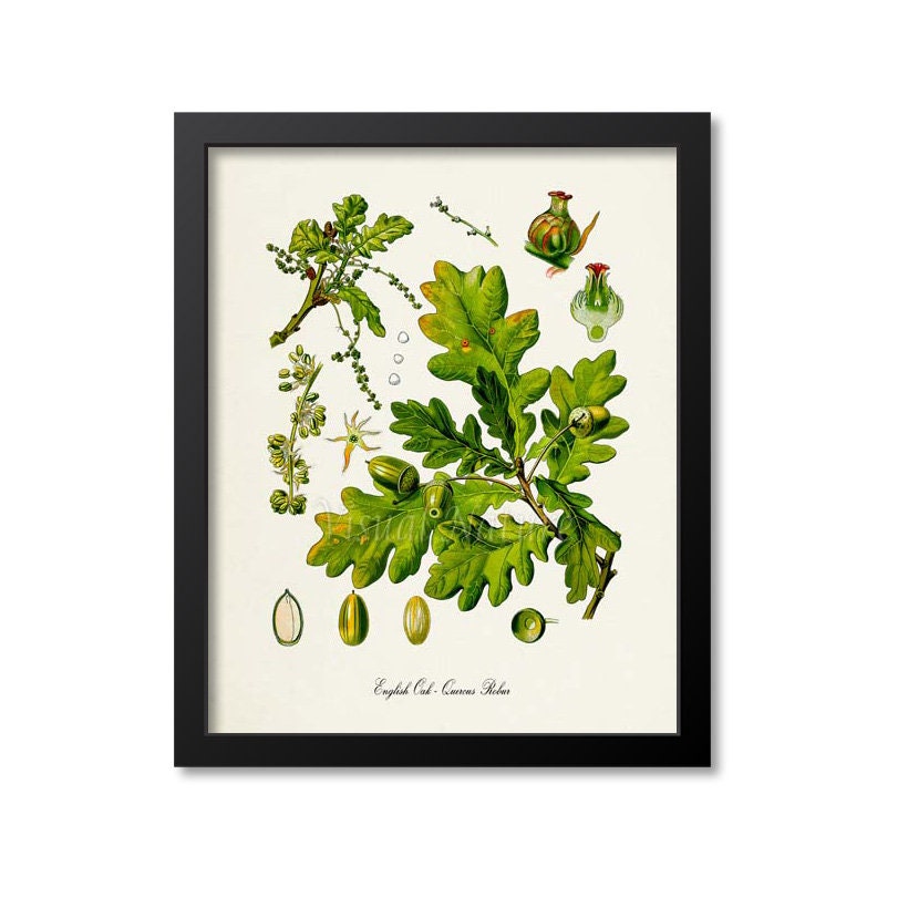 English Oak Botanical Print English Oak Botanical Art Print - Etsy