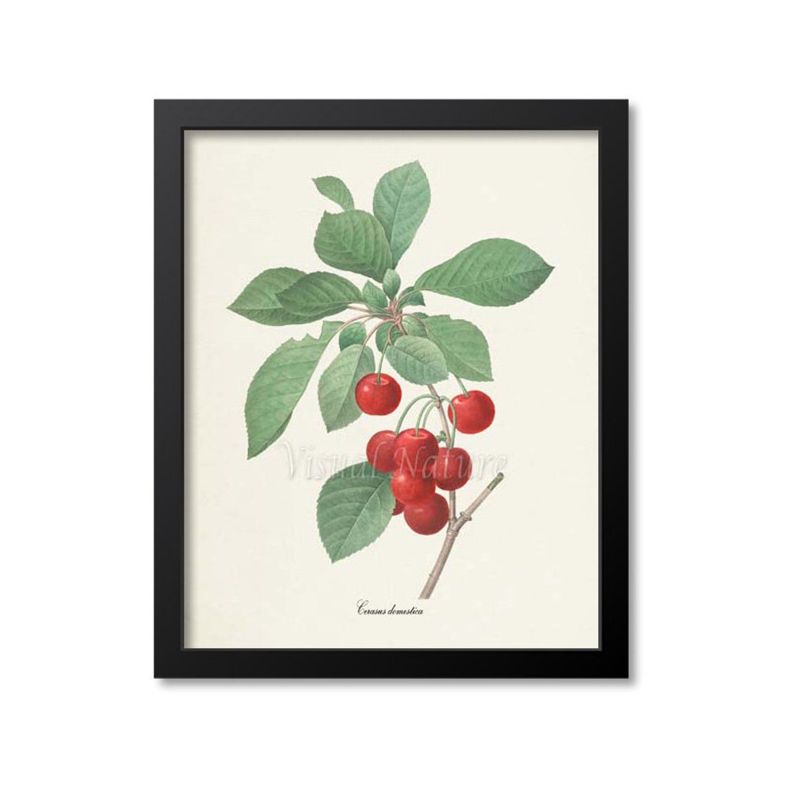 Cherry Botanical Print, Cherry Art Print, Fruit Art, Fruit Print ...