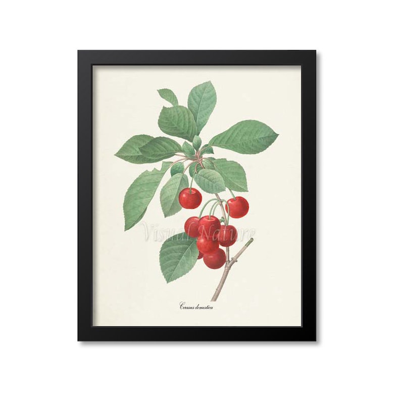 Cherry Art Print - Etsy