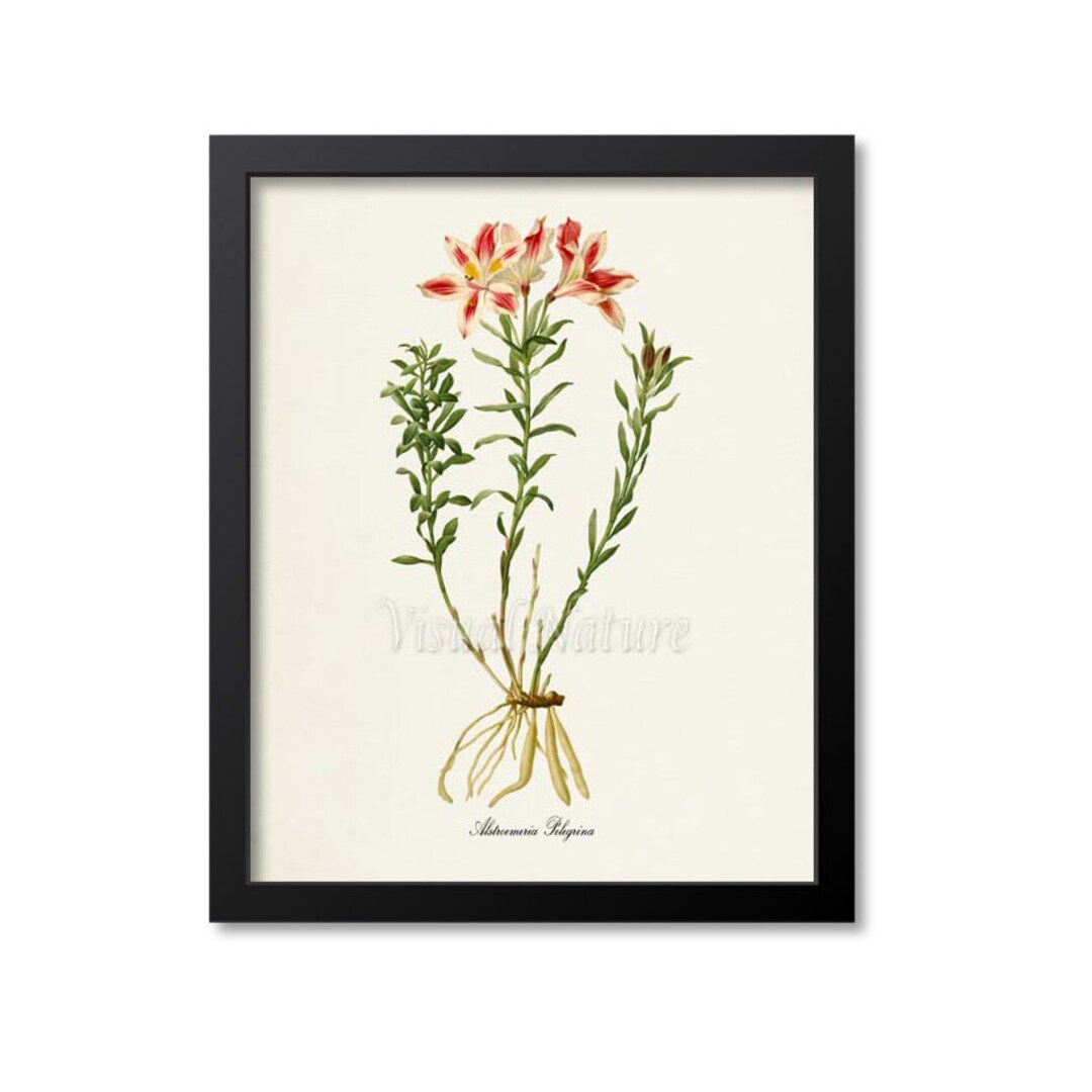 Lily of the Incas Flower Art Print, Lily Art Print, Botanical, Flower ...