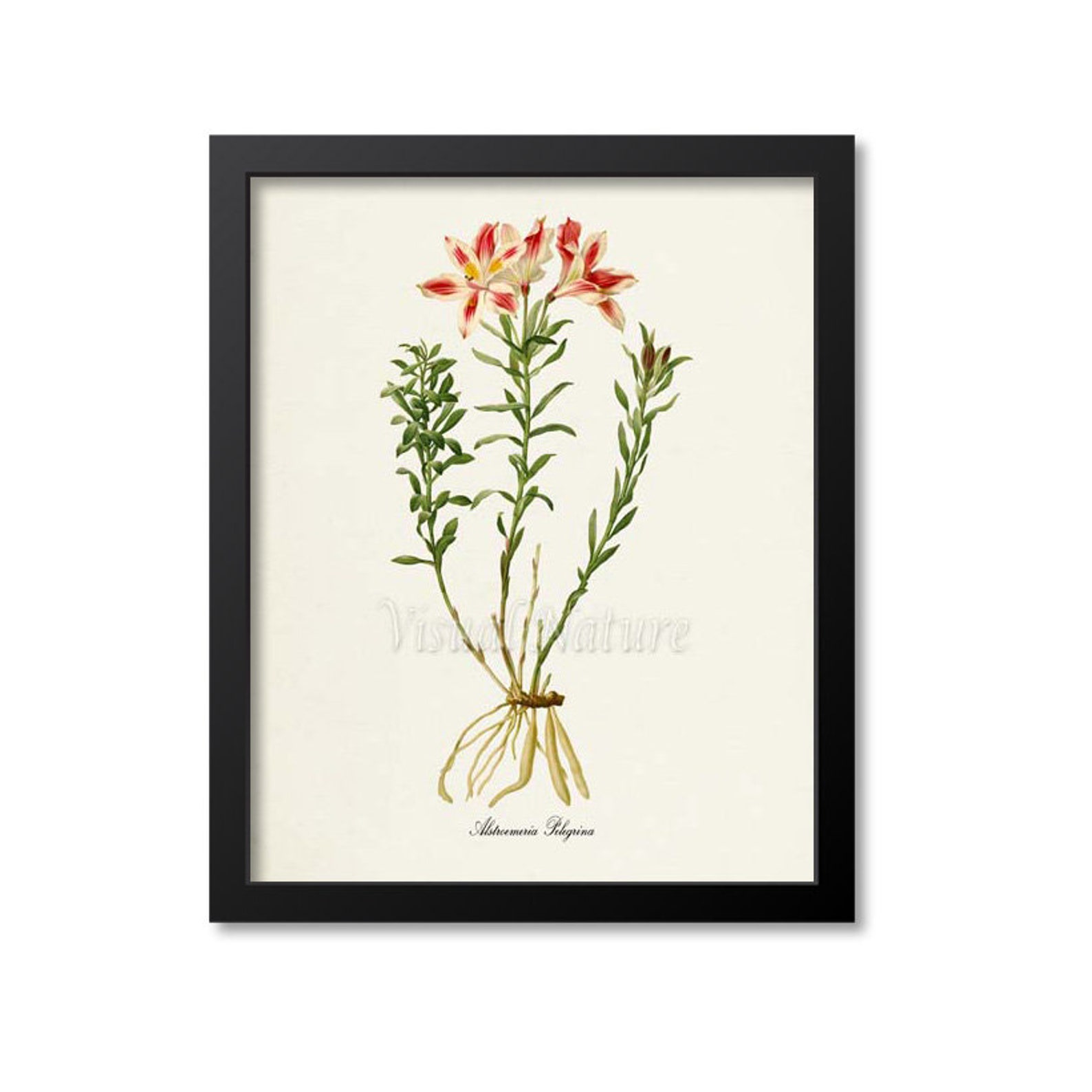 Lily of the Incas Flower Art Print Lily Art Print Botanical - Etsy