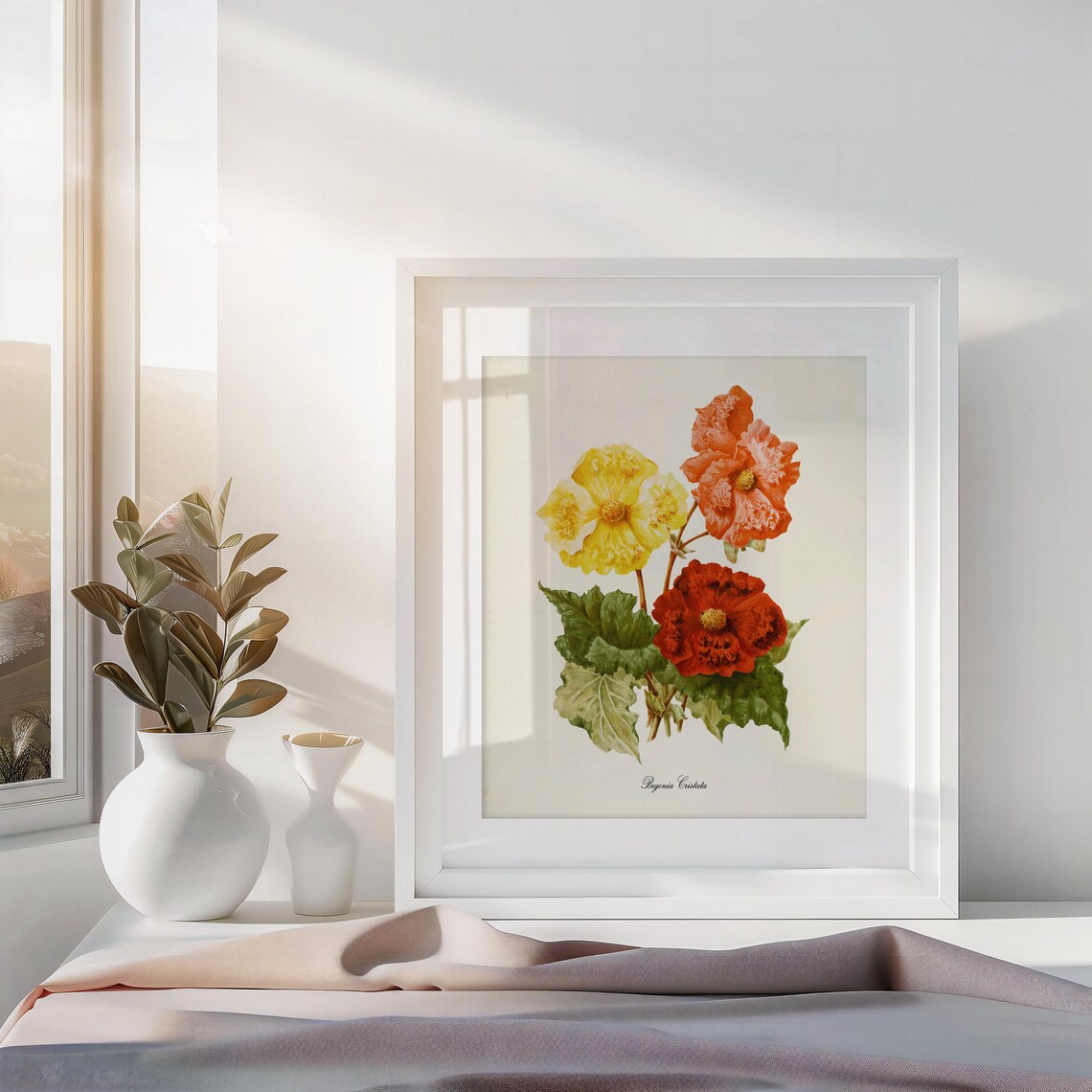 Begonia Cristata Flower Art Print, Botanical Art Print, Flower Wall Art ...