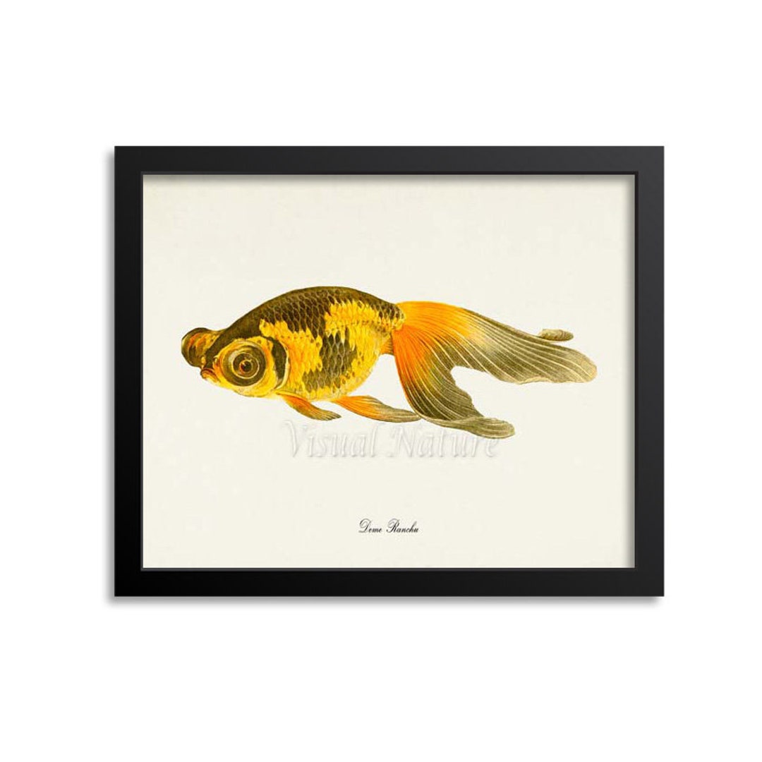 Deme Ranchu Goldfish Art Print, Goldfish Art Print, Goldfish Wall Art ...