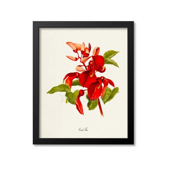 Coral Tree Flower Art Print Botanical Art Print Flower Wall | Etsy