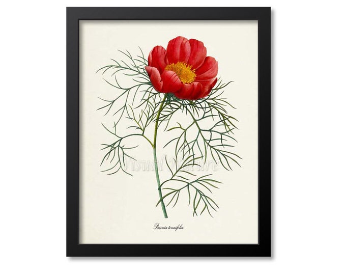 Botanical Flower Art Print Camelia Panache Art Print Flower - Etsy