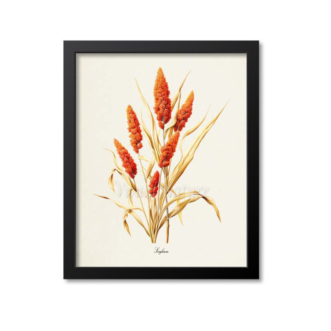 Sorghum Botanical Print, Sorghum Botanical Art Print, Sorghum Wall Art ...
