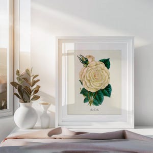Pearl Tea Rose Flower Art Print, Botanical Art Print, Flower Wall Art ...