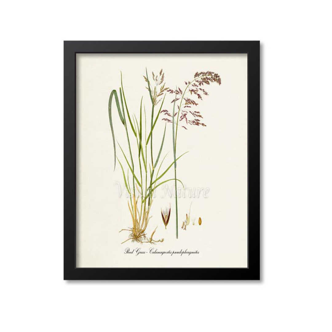 Reed Grass Botanical Print, Botanical Art Print, Reed Grass Wall Art ...