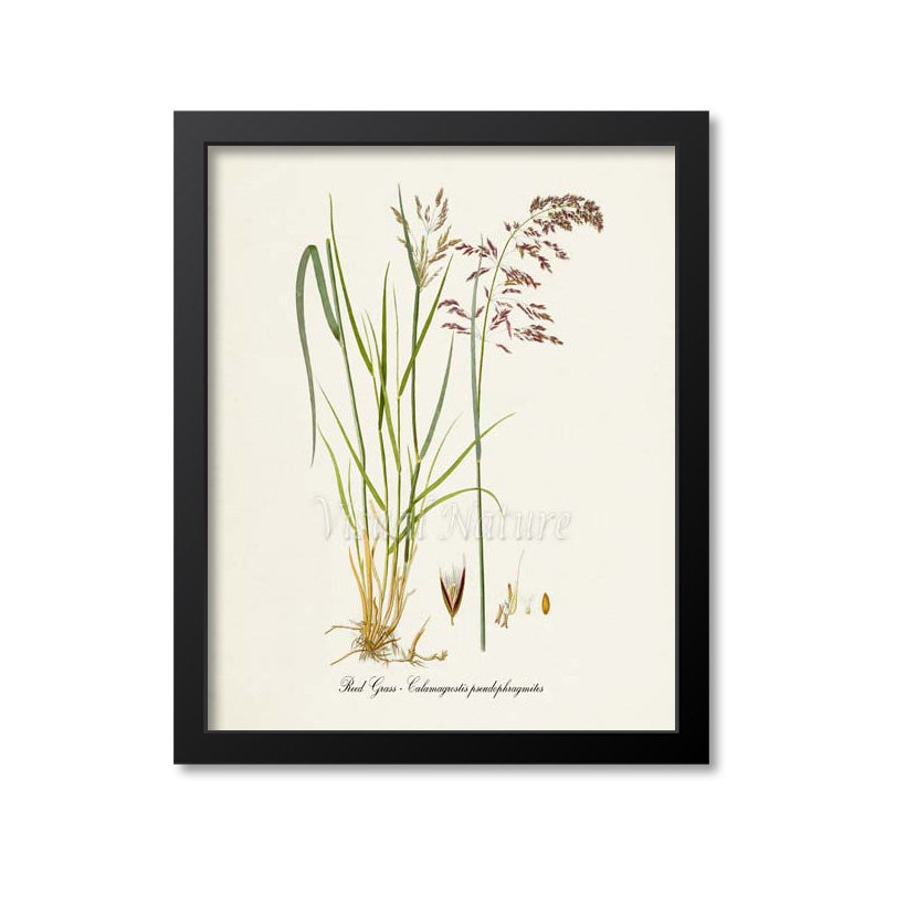 Reed Grass Botanical Print Botanical Art Print Reed Grass | Etsy