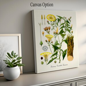 Scammony Botanical Print, Scammony Botanical Art Print, Scammony Wall ...