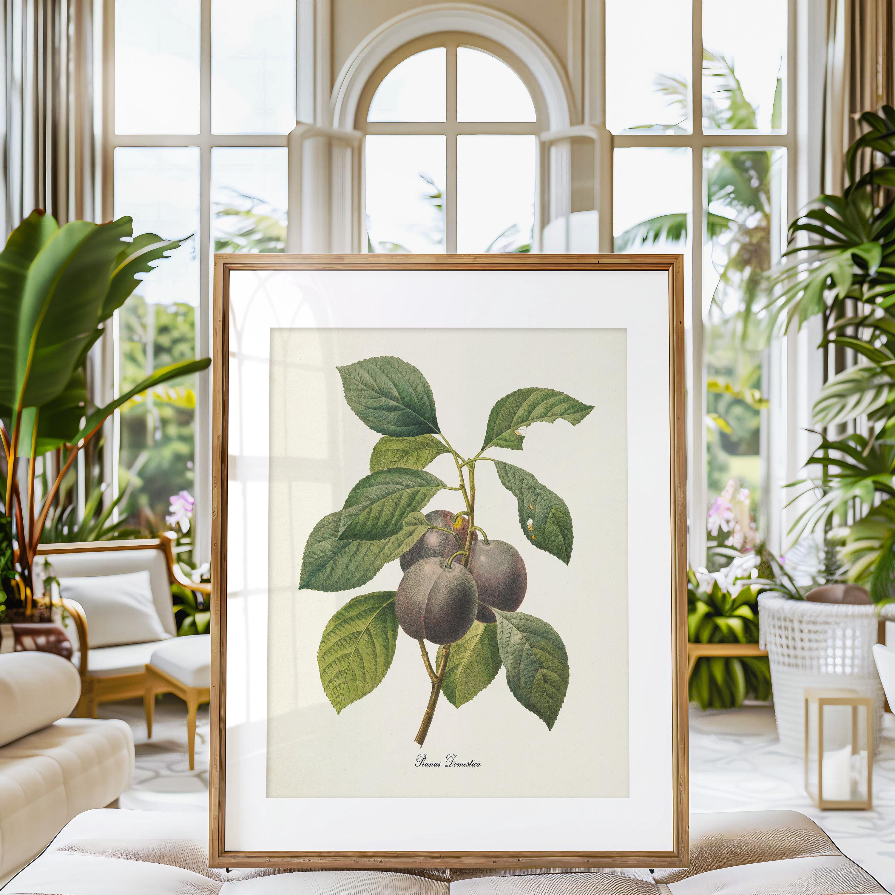 Plum Botanical Print, Plum Art Print, Plum Wall Art, Fruit Art, Fruit ...