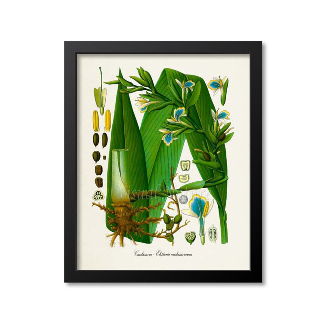 Cardamom Botanical Print, Cardamom Botanical Art Print, Cardamom Wall ...