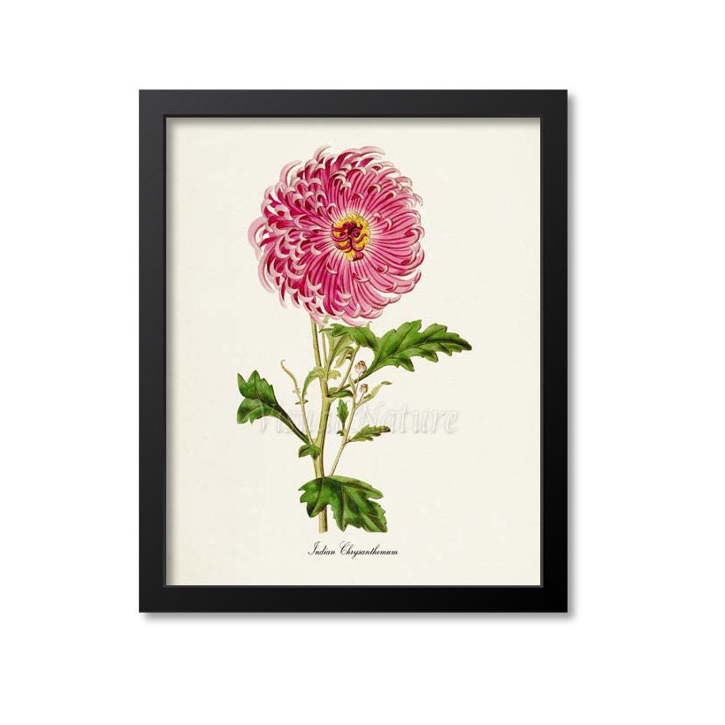 Indian Chrysanthemum Flower Art Print, Botanical Art Print, Flower Wall ...