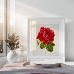 Red Rose Flower Art Print, Botanical Art Print, Flower Wall Art, Flower ...