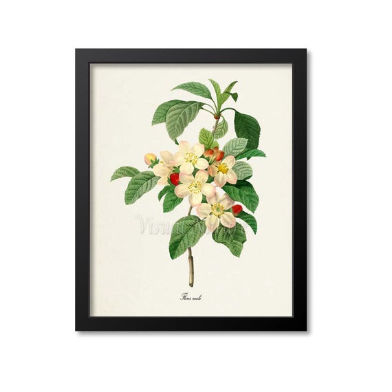 Flores Mali Flower Art Print Botanical Art Print Flower Wall | Etsy