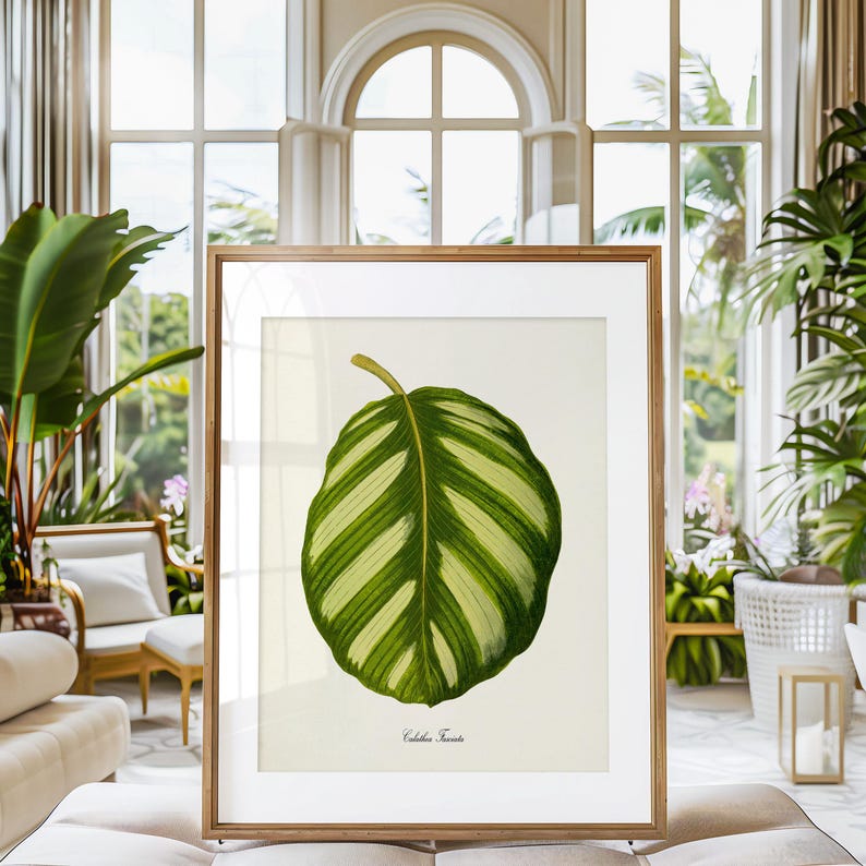 Calathea Fasciata Art Print, Calathea Fasciata Botanical Art Print ...
