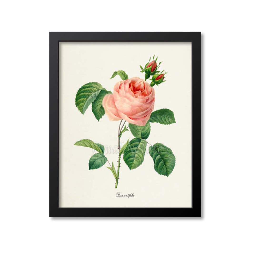 Provence Rose Flower Art Print, Rose Botanical Art Print, Flower Print ...