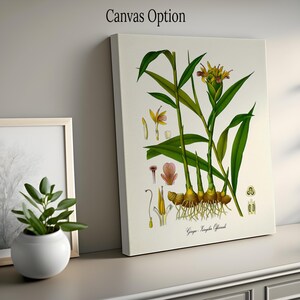 Ginger Botanical Print, Ginger Botanical Art Print, Ginger Wall Art ...