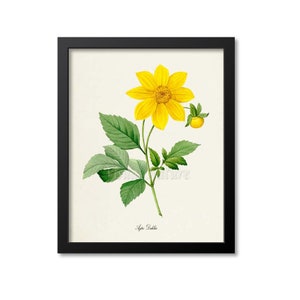 Aztec Dahlia Flower Art Print, Botanical Art Print, Flower Wall Art ...