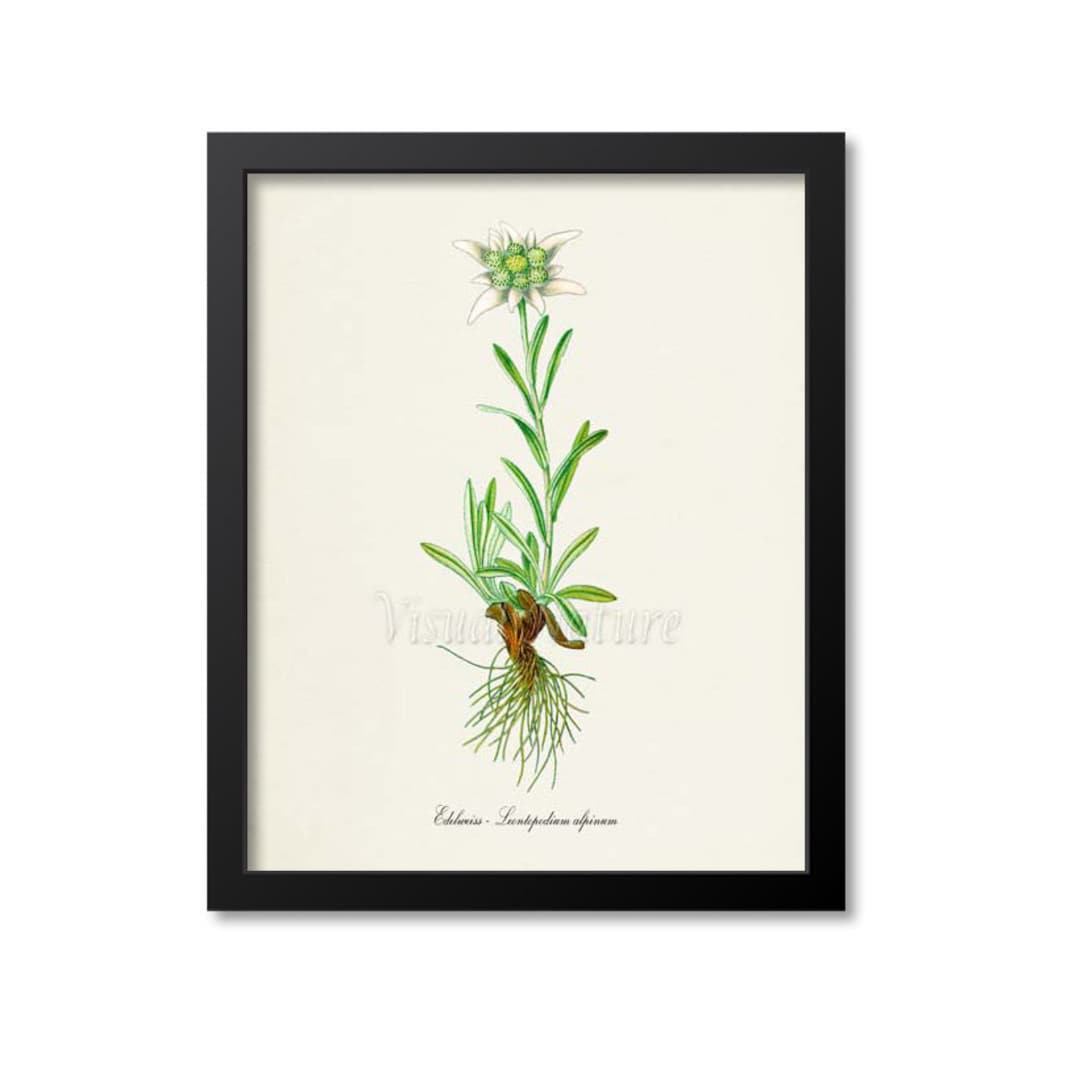 Edelweiss Flower Art Print, Botanical Art Print, Flower Wall Art ...