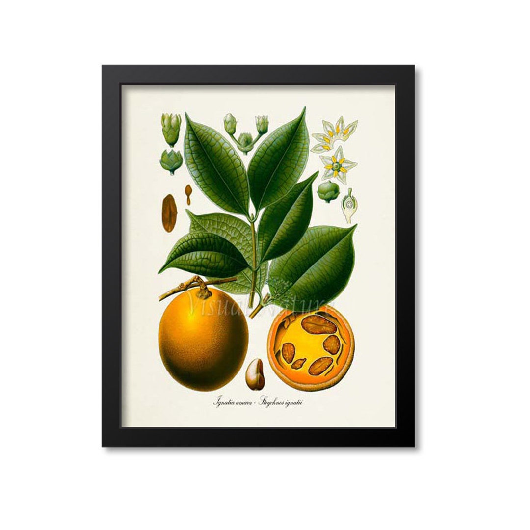 Ignatia Amara Botanical Wall Art Print, Poison Plant, Beans of St ...