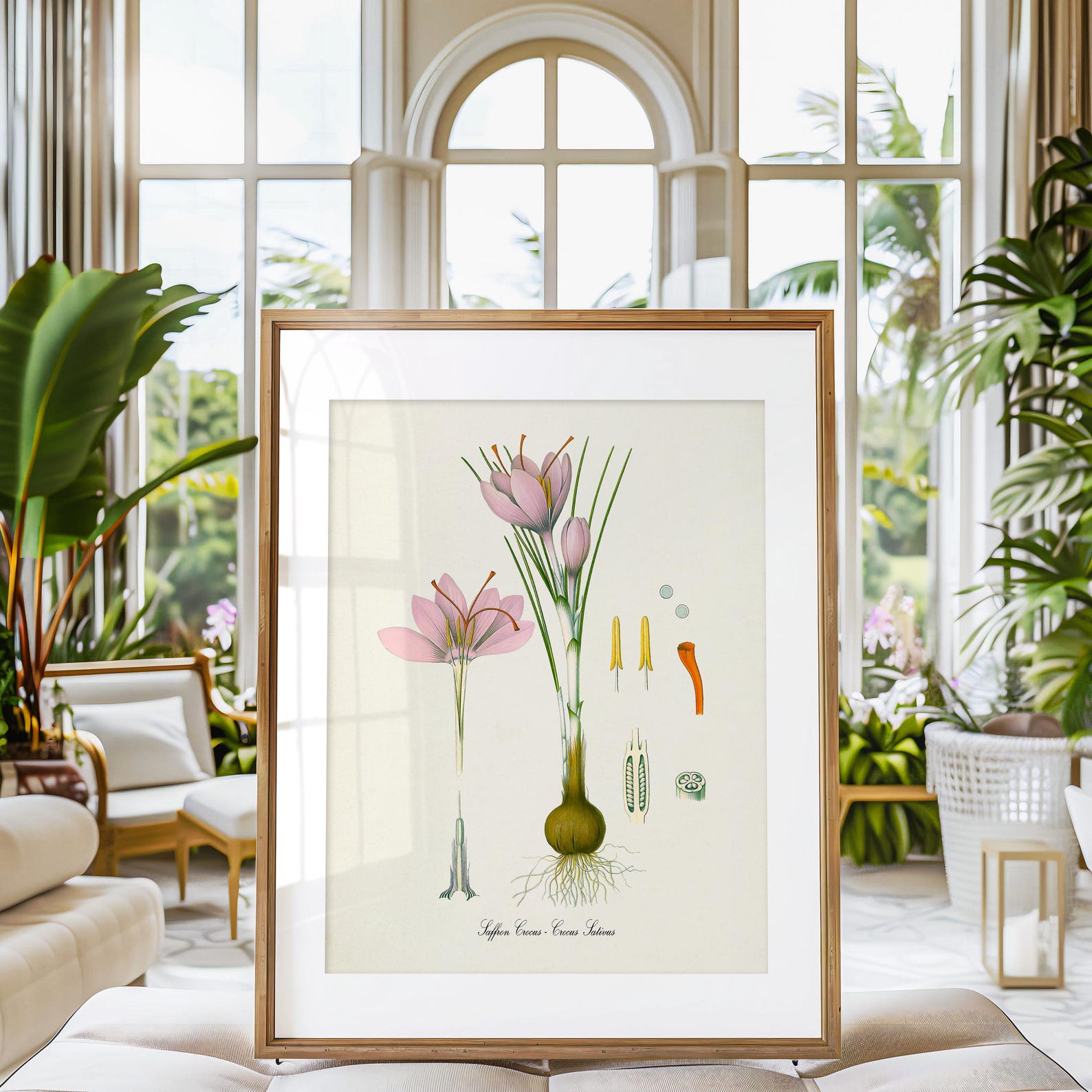 Saffron Crocus Botanical Print, Crocus Botanical Art Print, Crocus Wall ...