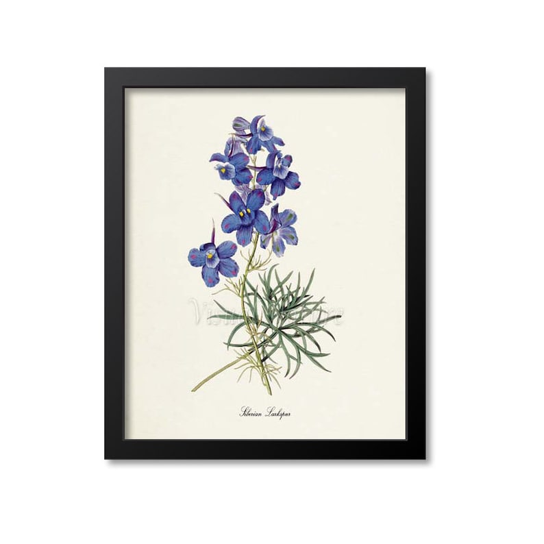 Siberian Larkspur Flower Art Print Botanical Art Print - Etsy