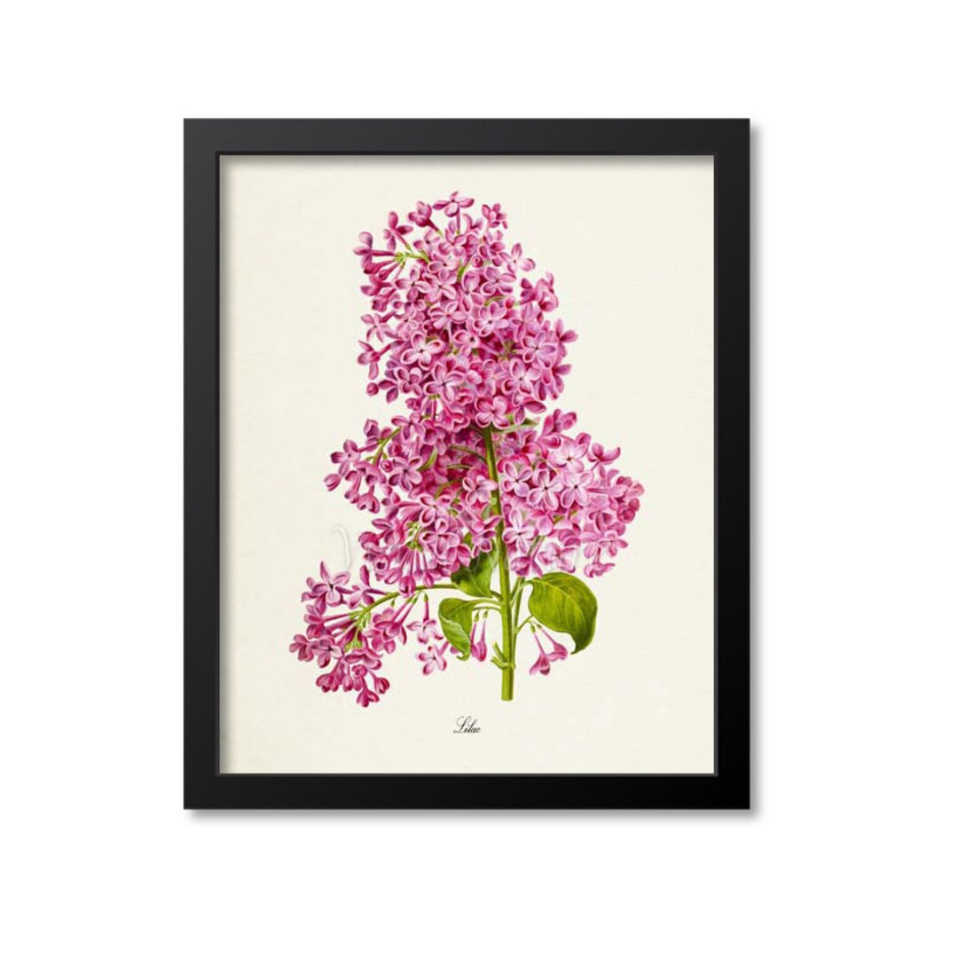 Lilac Flower Art Print, Botanical Art Print, Flower Wall Art, Lilac ...