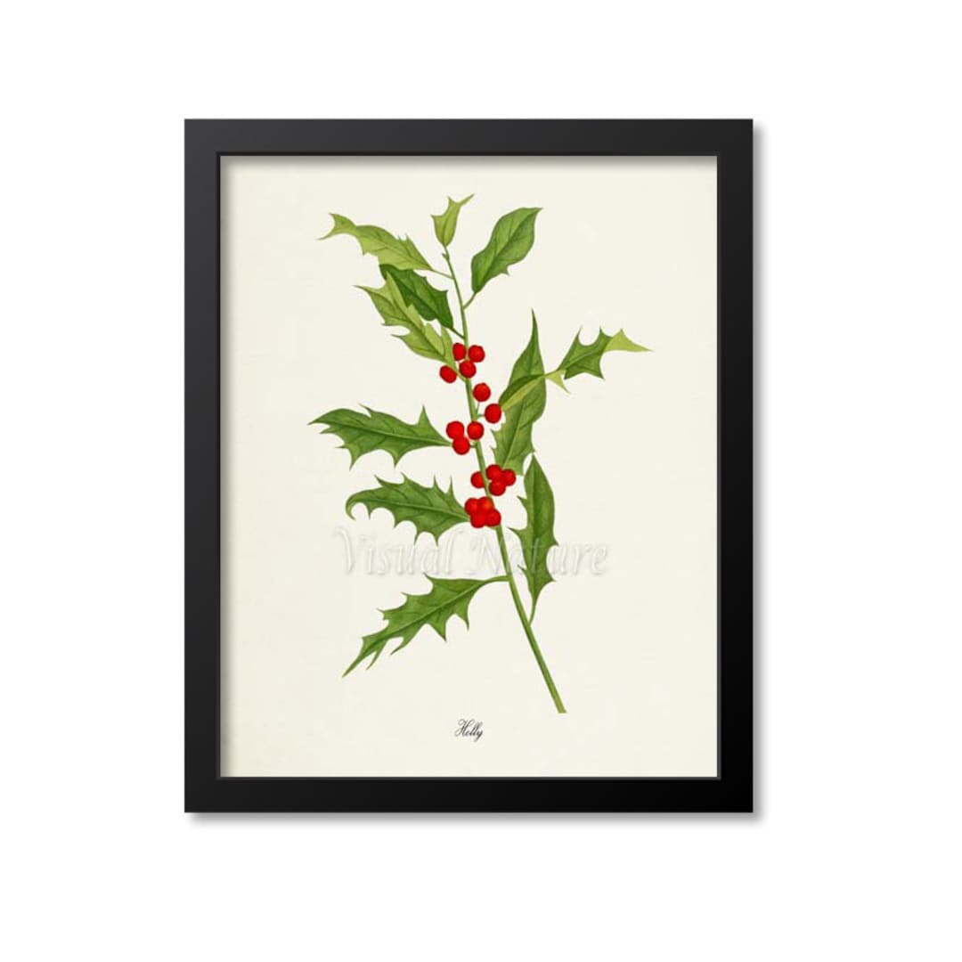 Holly Art Print, Botanical Art Print, Wall Art, Botanical Print ...