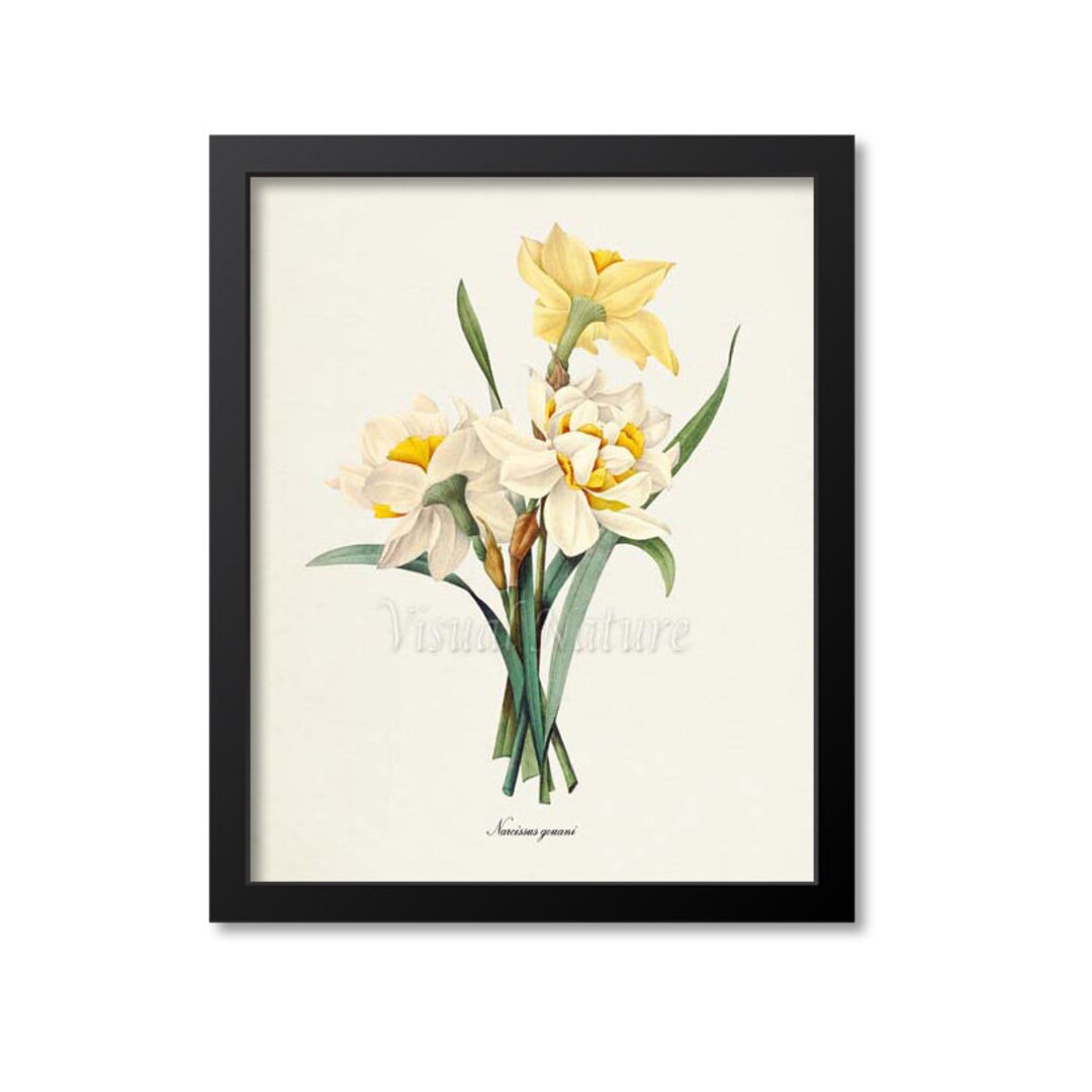 Double Daffodil Flower Art Print, Botanical Art Print, Flower Wall Art ...