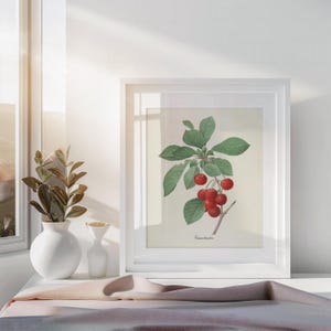 Cherry Botanical Print, Cherry Art Print, Fruit Art, Fruit Print ...