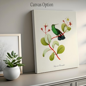 Steely-vented Hummingbird Print, Bird Art Print, Bird Art, Bird Poster ...