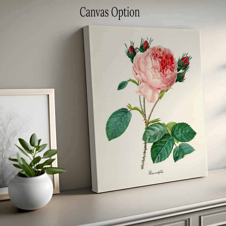 Provence Rose Flower Art Print, Rose Botanical Art Print, Flower Print ...