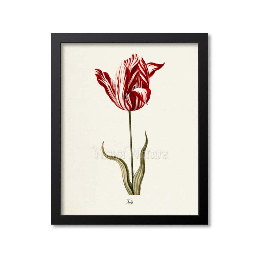 Tulip Flower Art Print, Botanical Art Print, Flower Wall Art, Flower ...