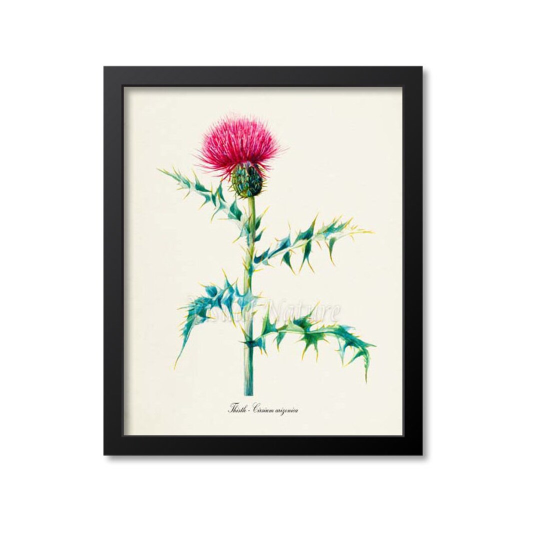 Thistle Flower Art Print, Botanical Art Print, Flower Wall Art, Thistle ...