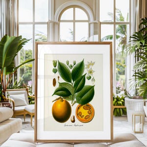 Ignatia Amara Botanical Wall Art Print, Poison Plant, Beans of St ...