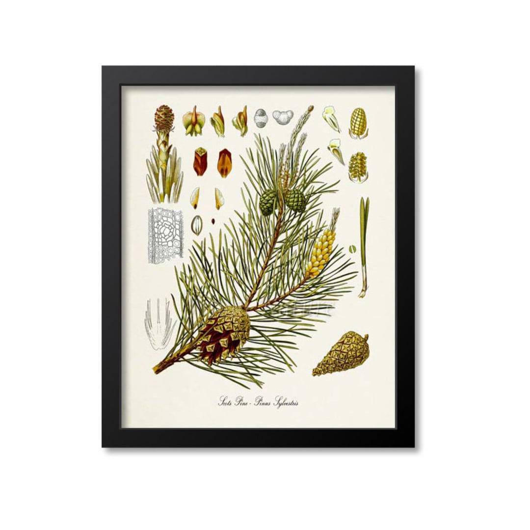 Scots Pine Botanical Print, Pine Tree Botanical Art Print, Pine Tree ...