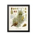 Rice Botanical Print, Rice Botanical Art Print, Rice Wall Art, Rice ...